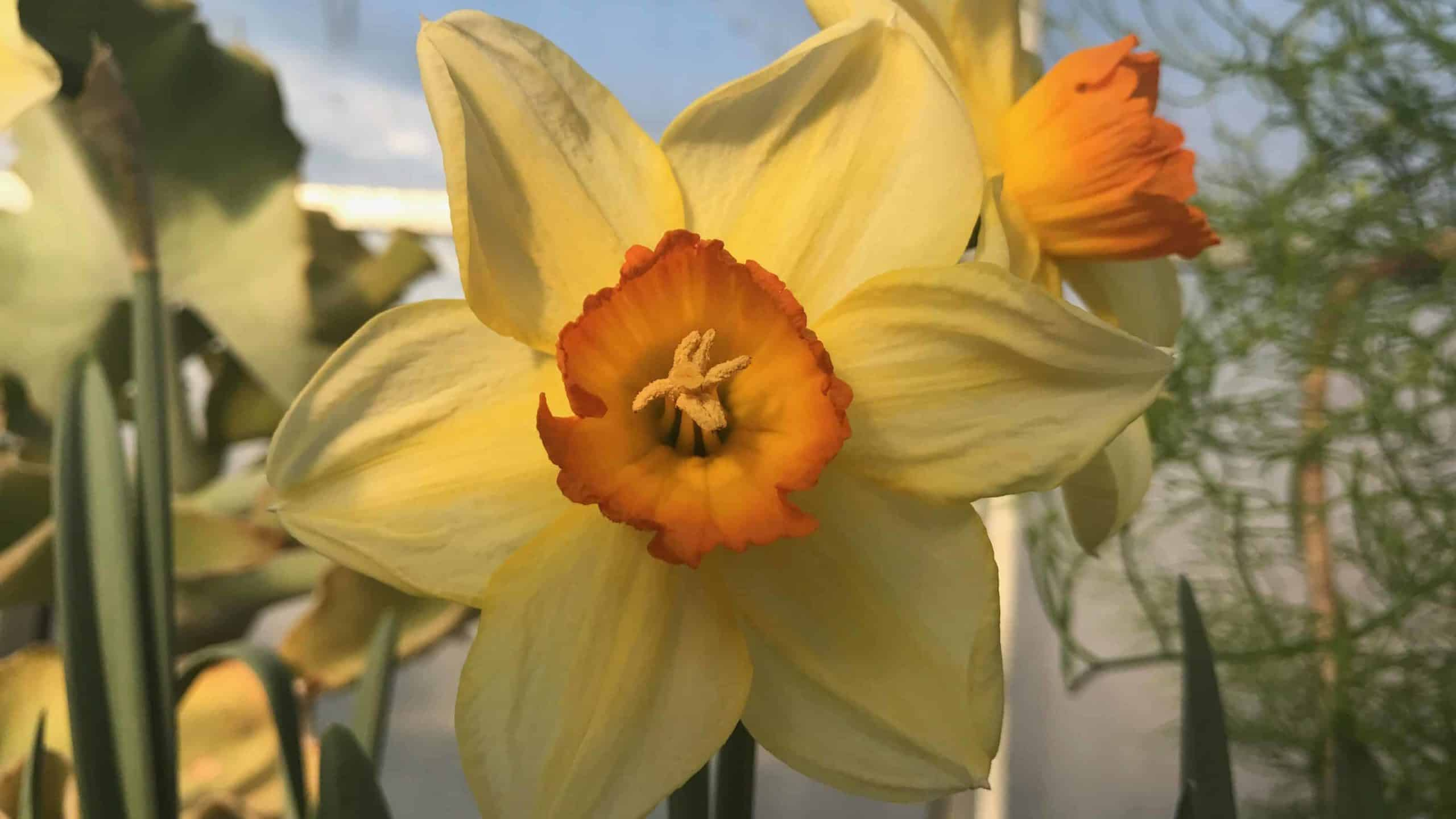 The Bulb Show — Berkshire Botanical Garden | Tuesday, February 25 2025 ...